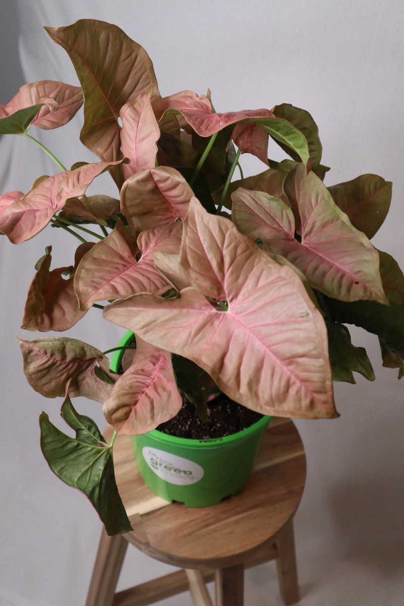 Featured Collection – Two Green Men