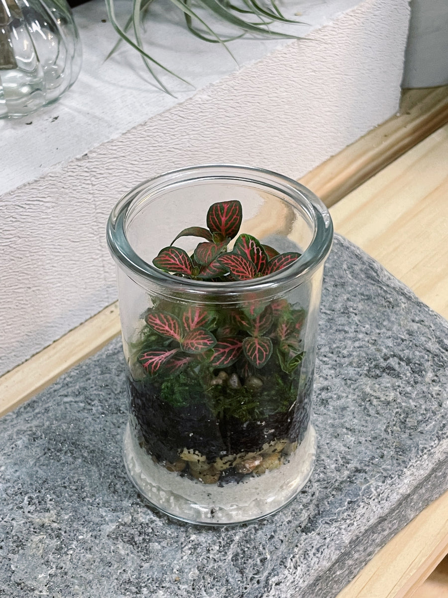 Peru 'ORIGINAL' | Fittonia Terrarium [ENCLOSED] – Two Green Men