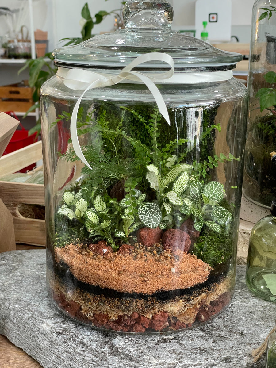 VALDIVIA | Deluxe Enclosed Terrarium – Two Green Men